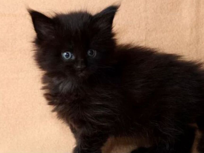 Котёнок породы мейн кун
