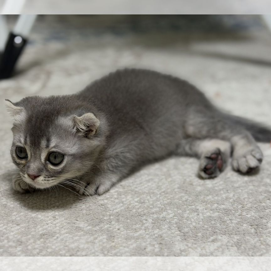 Шотландский вислоухий короткошёрстный котёнок