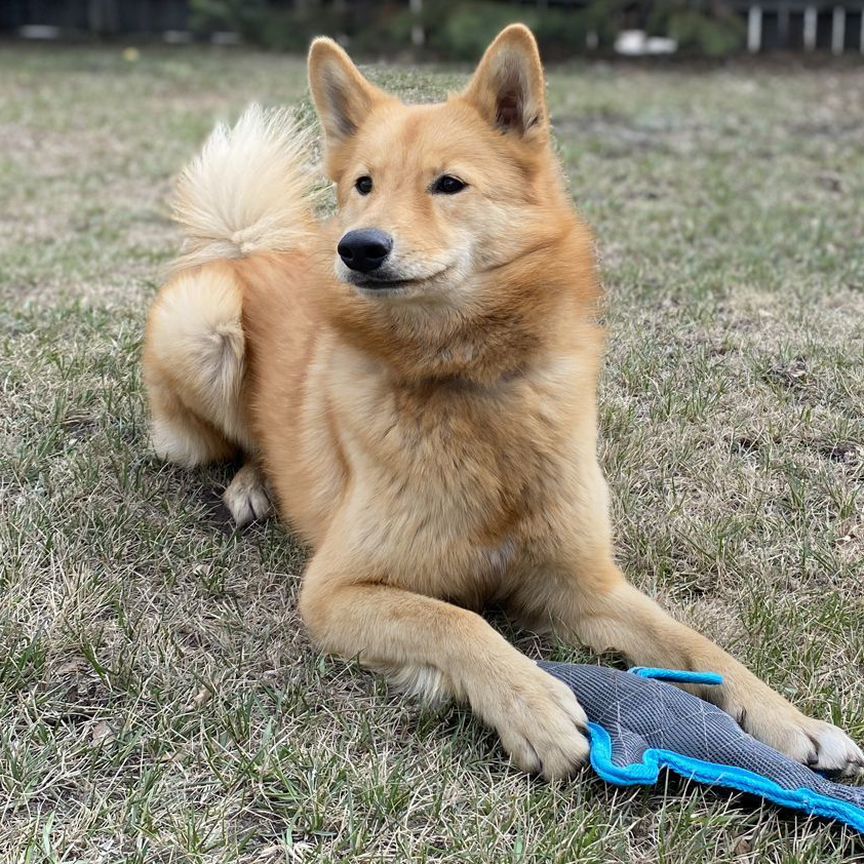 Финский шпиц, щенок