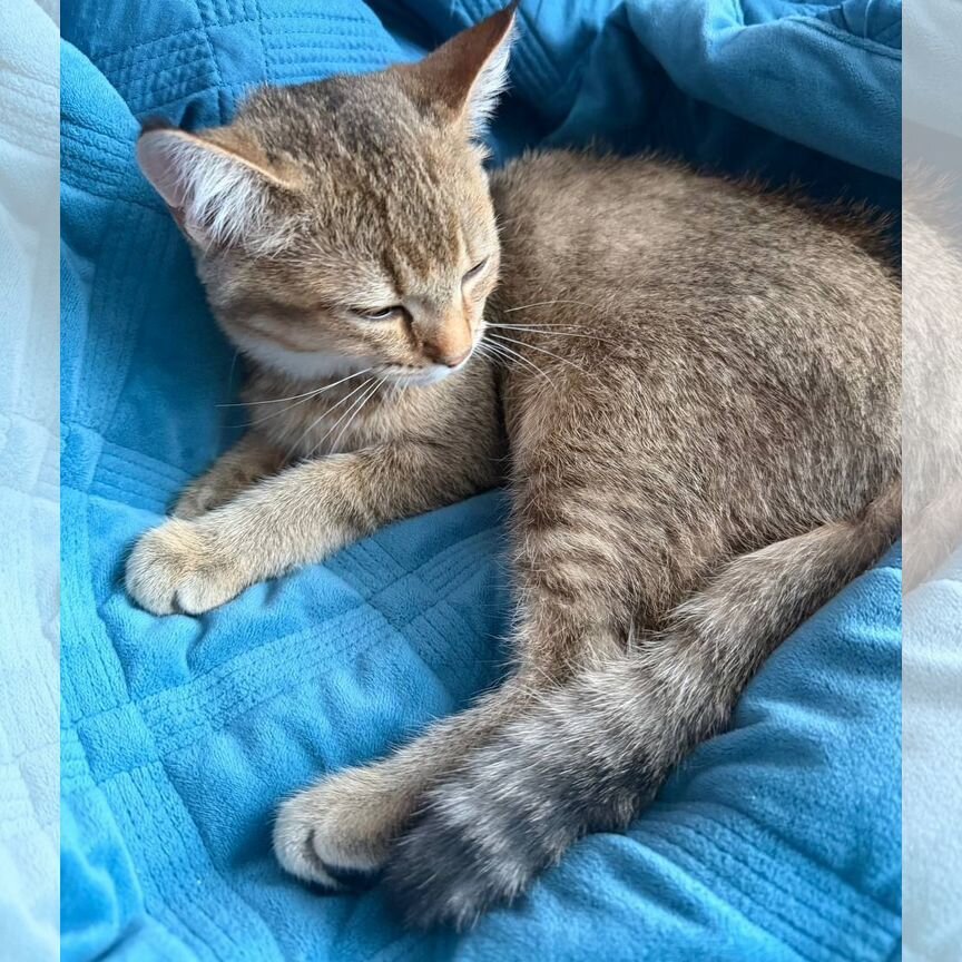 Пиксибоб короткошёрстный котёнок