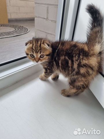 Шотландские вислоухие котята мраморные