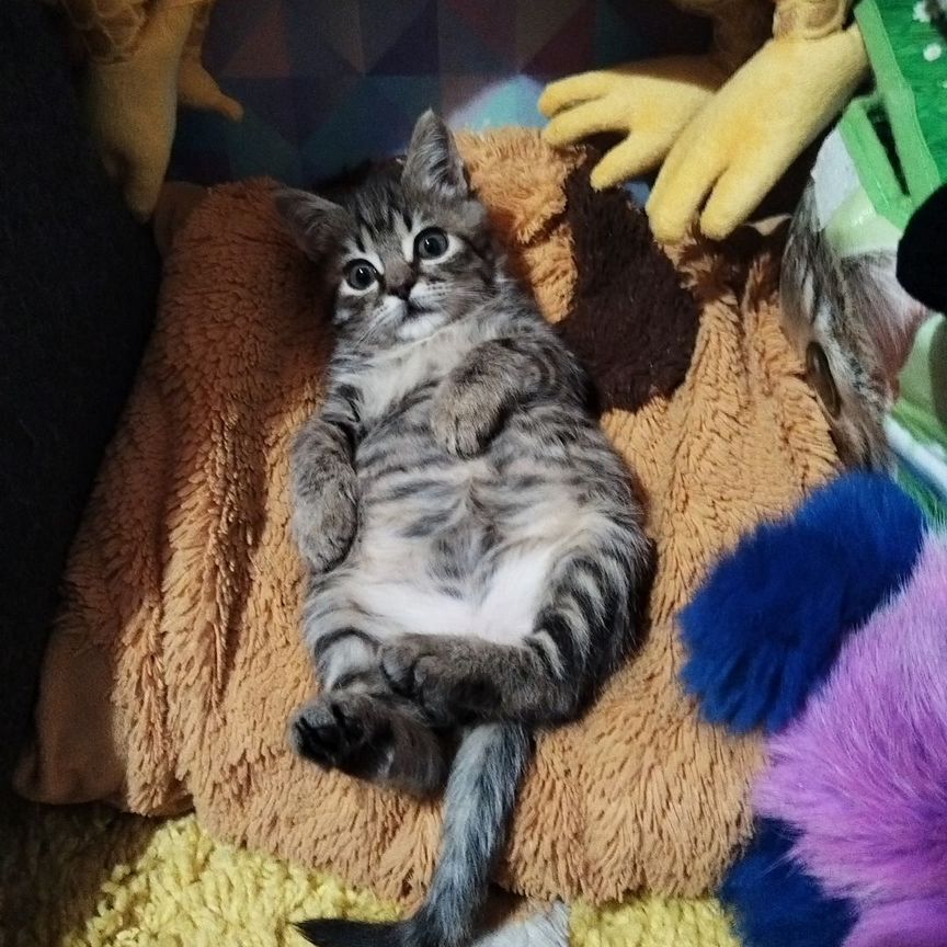 Котик