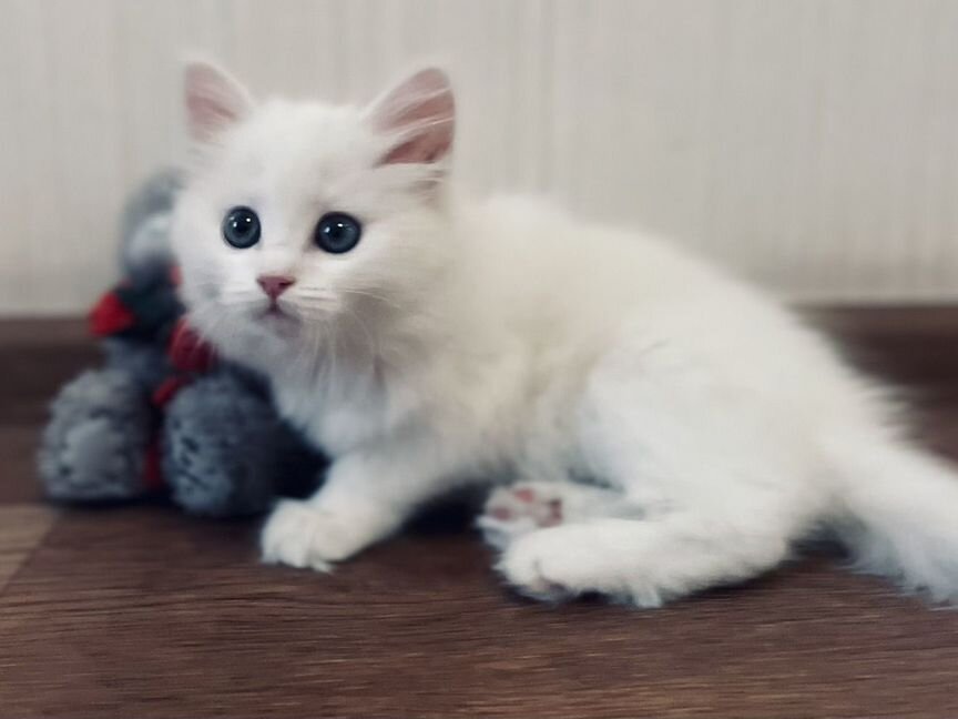 Сибирское белое облачко