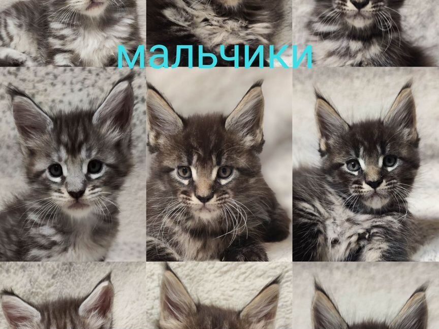 Котята Мейн Кун к новому году