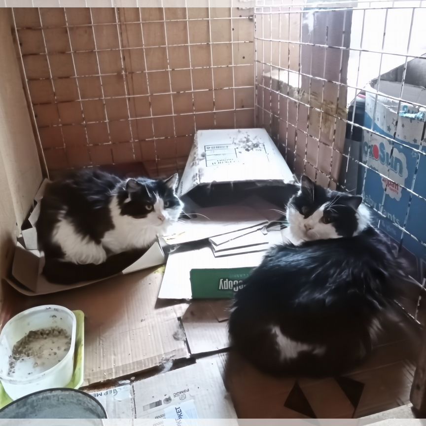 Взрослый кот в добрые руки