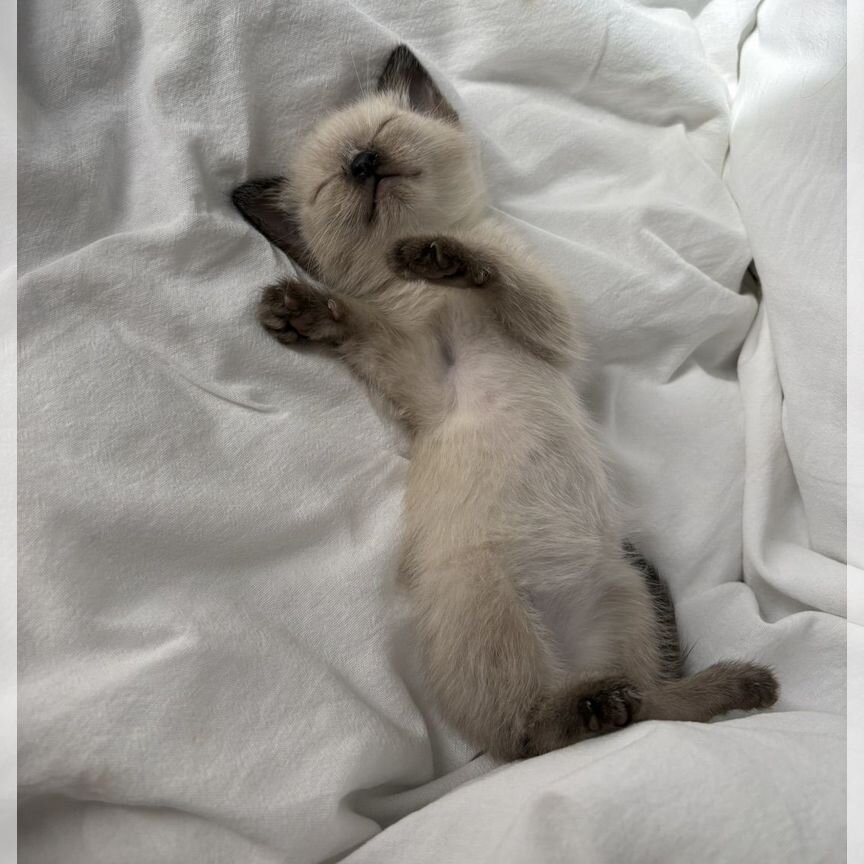 Невский маскарадный котёнок