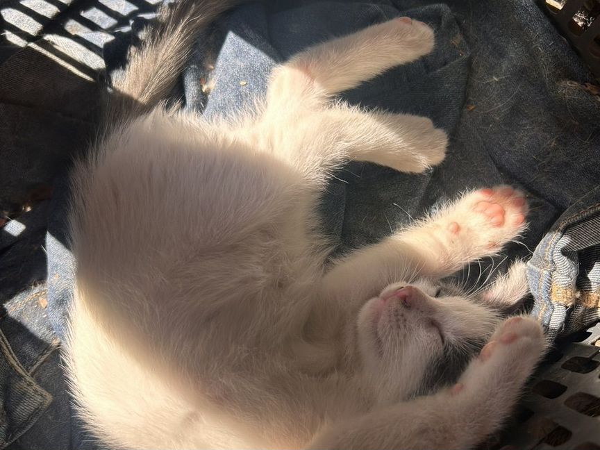 Котята беспл