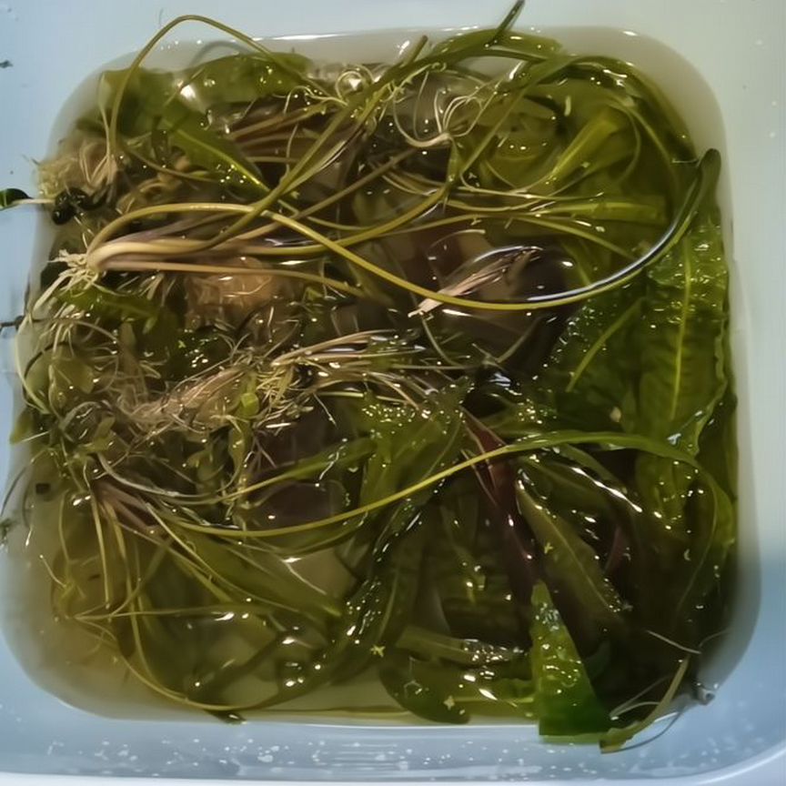 Аквариумное растение