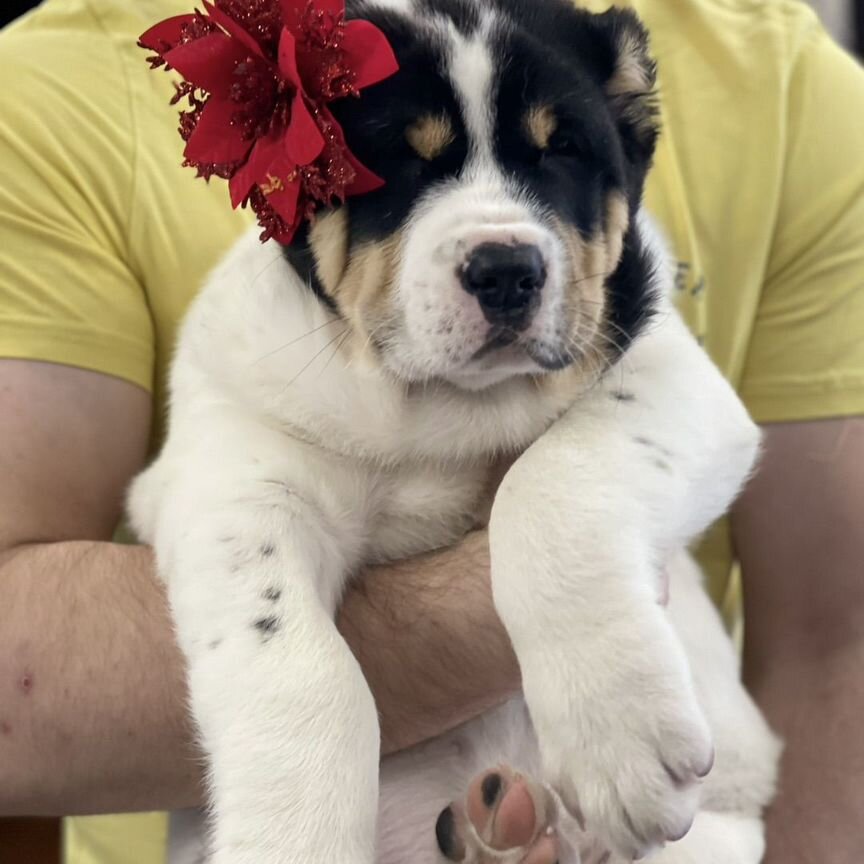 Шикарная девочка сао