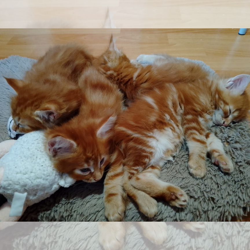 Котята мейн-кун