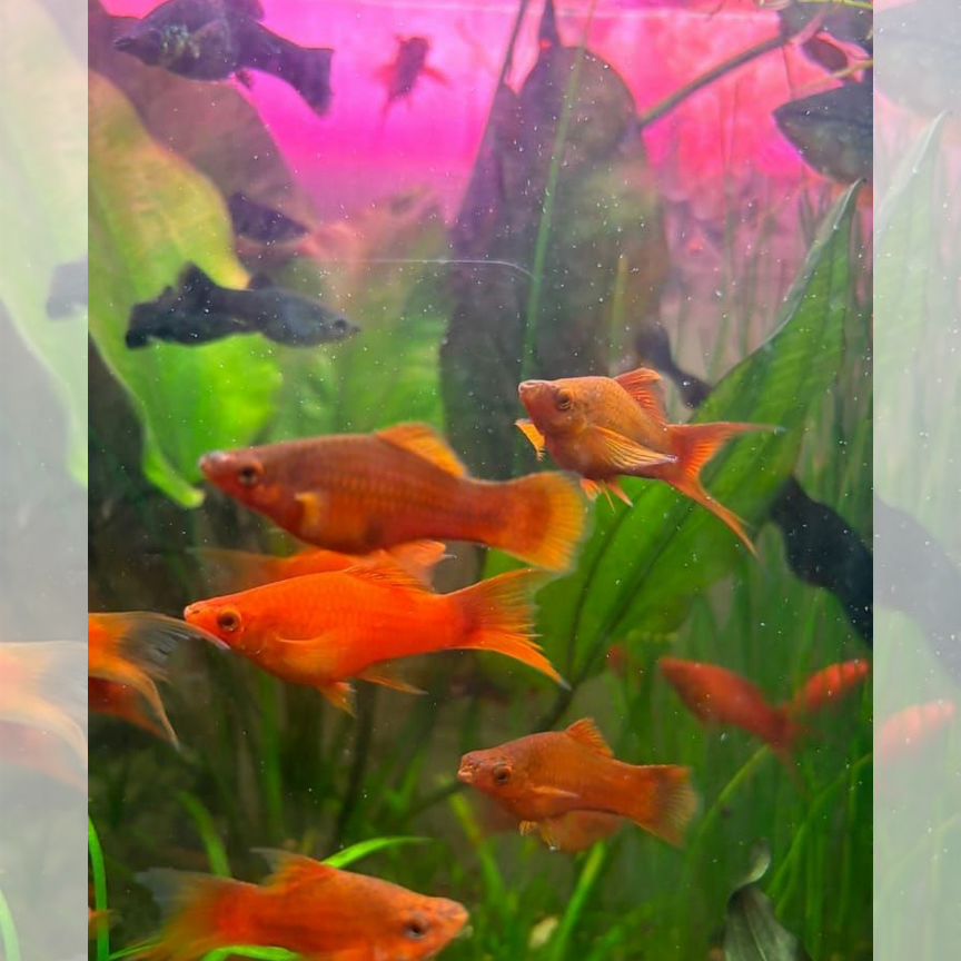 Вильчатые меченосцы