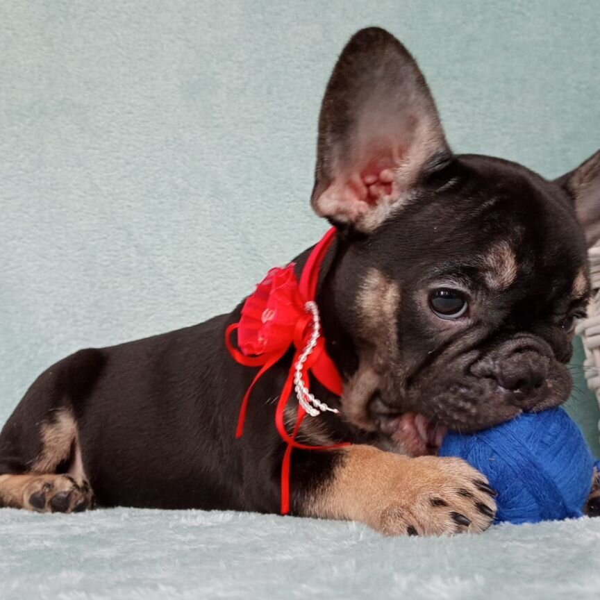 Французский бульдог щенки