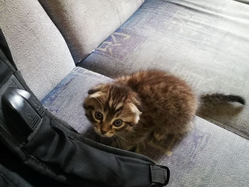 Кошки в добрые руки бесплатно