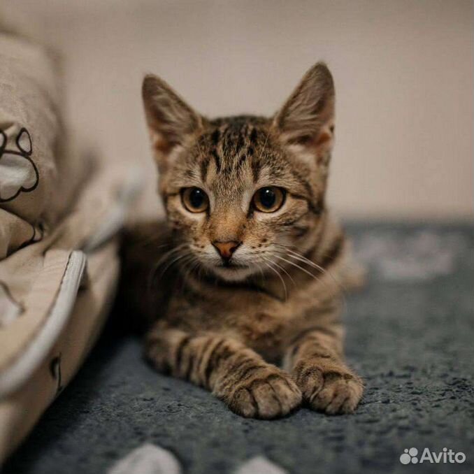 Оцикет котенок бесплатно