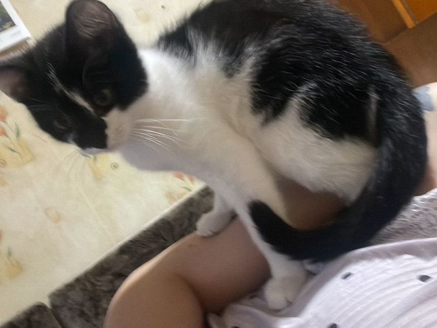 Котенок мальчик