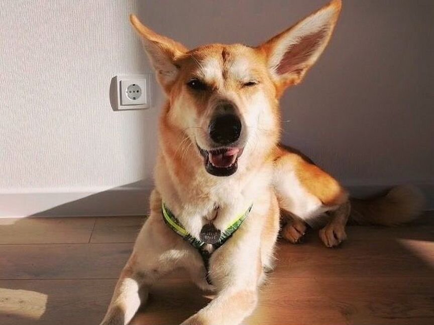 Собака компаньон ищет дом