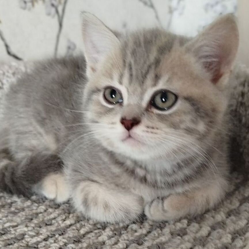 Шотландский прямоухий короткошёрстный котёнок