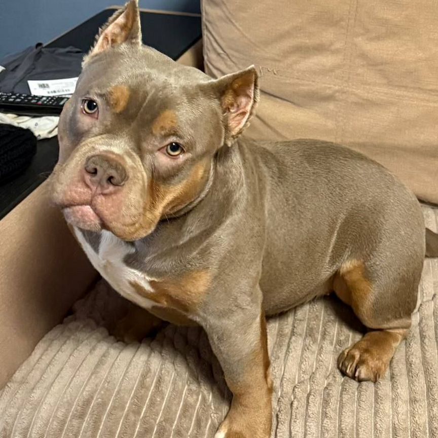 Американский булли, щенок