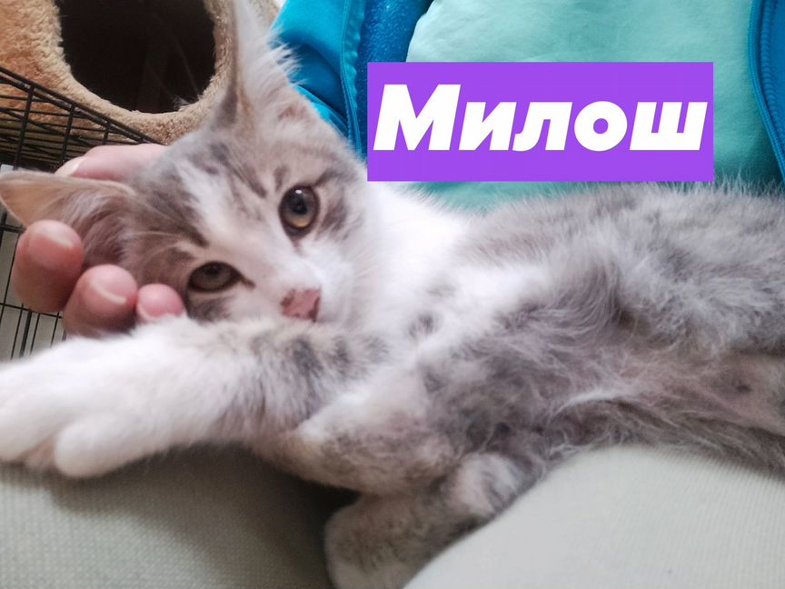 Котята - в добрые руки
