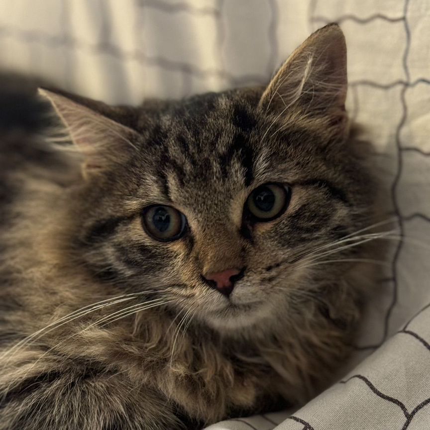 Котенок мальчик 5 месяцев