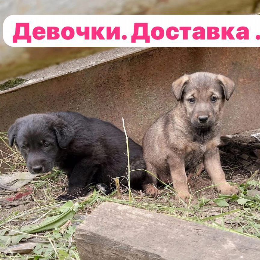 Щенки в добрые руки