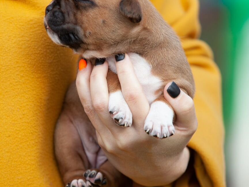 Стаффордширский терьер