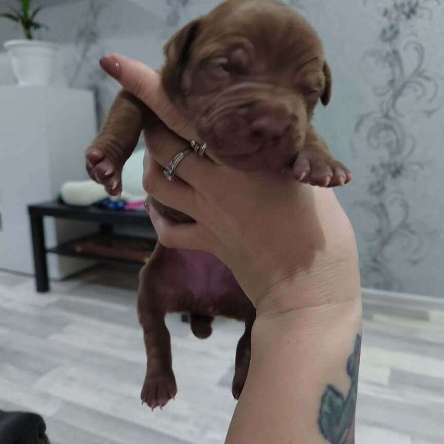 Щенки питбуля