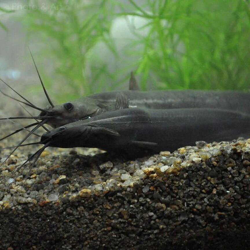 Мешкожаберный сом