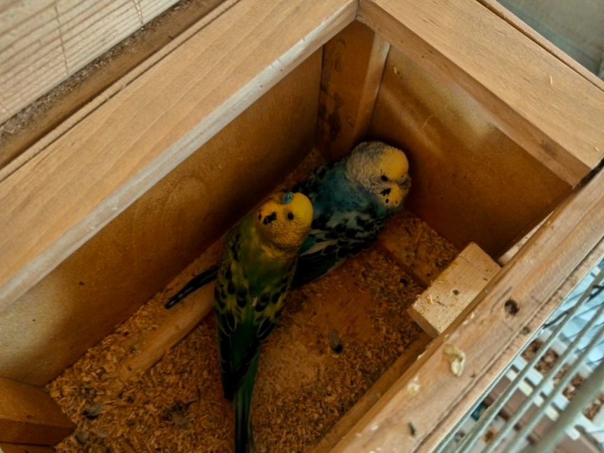 Волнистый попугай