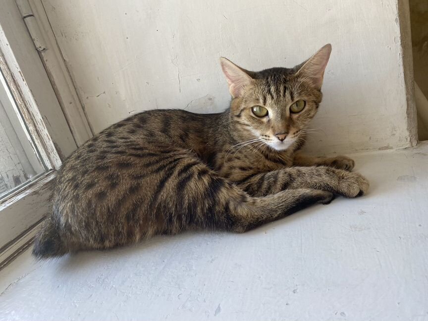 Кошка