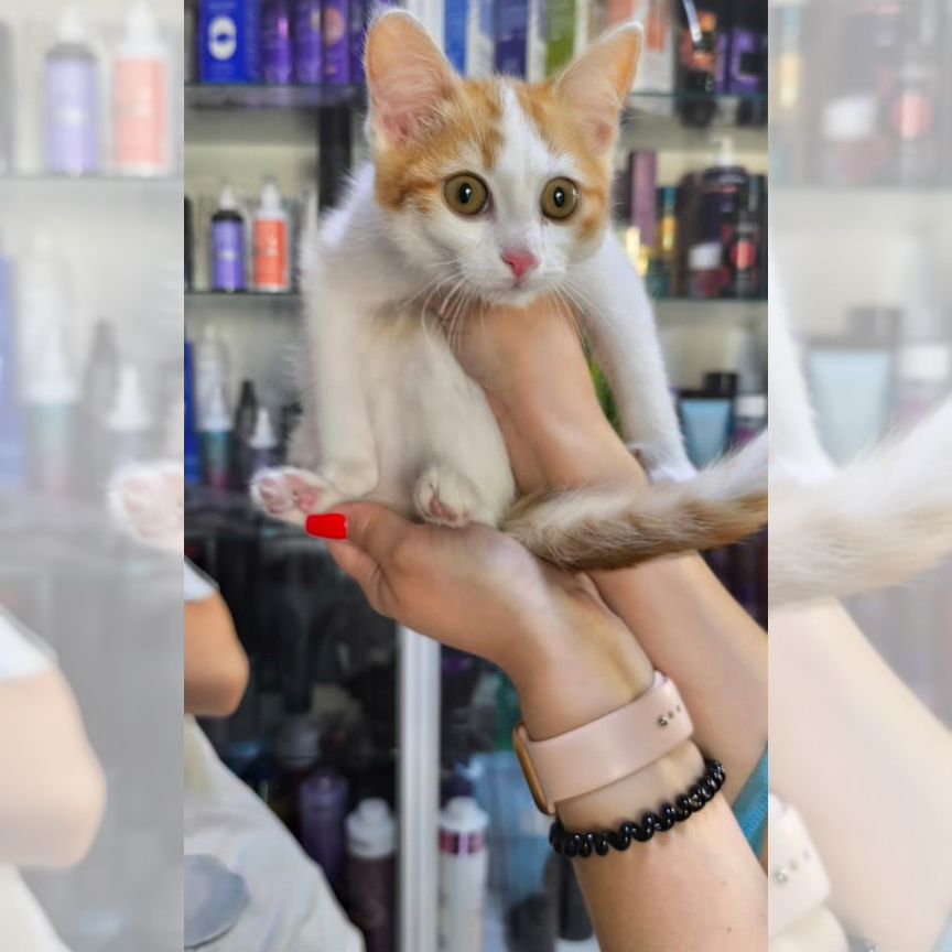 Котенок