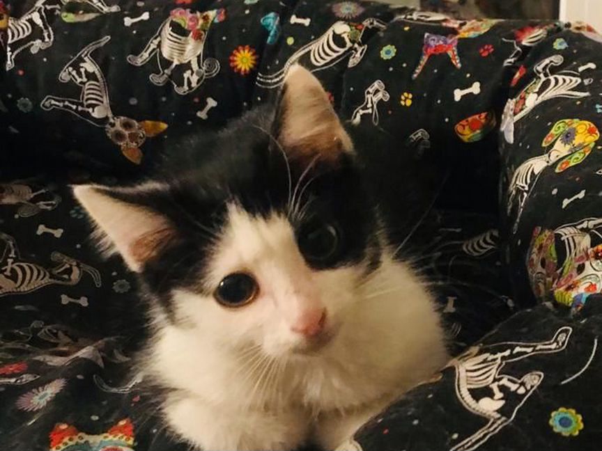 Котенок Бим ищет дом
