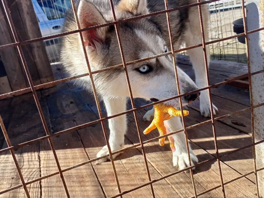 Сибирский хаски вязка