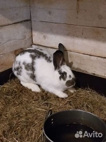 Кролики - обмен или продажа