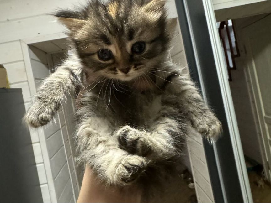 Кошка
