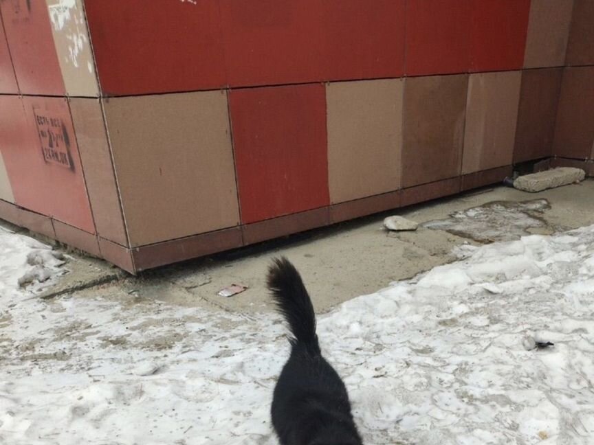 Брошенная кошка