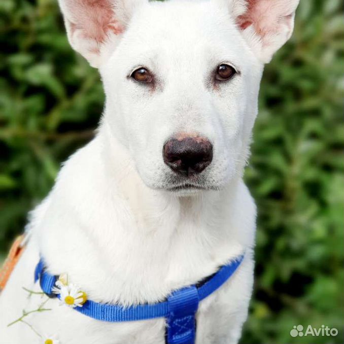 Белый, красивый щенок