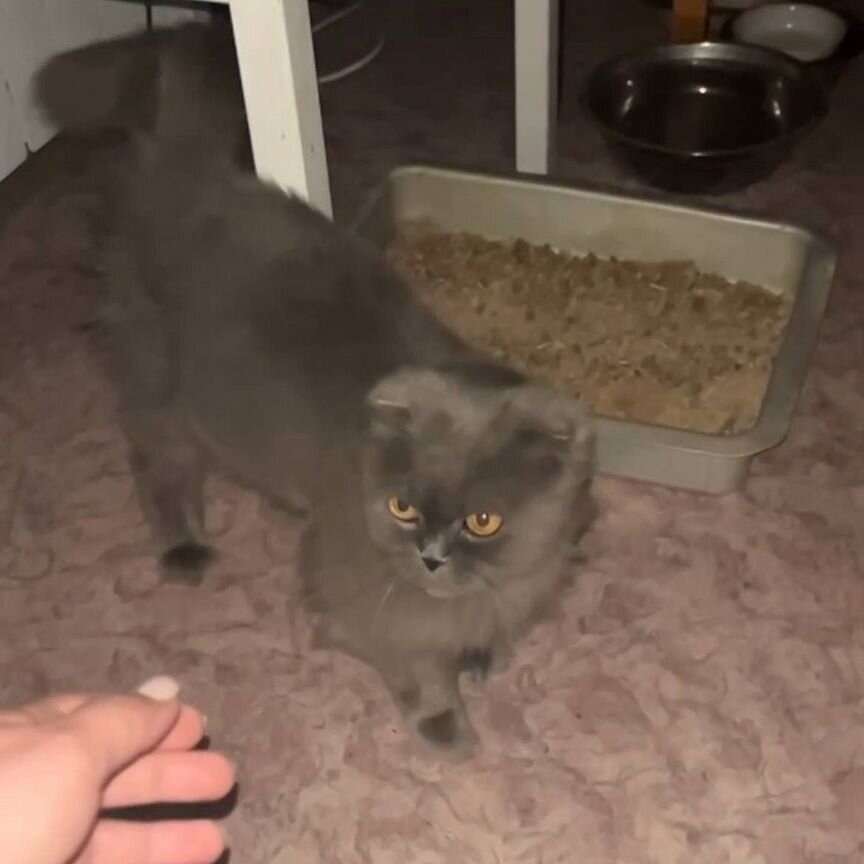 Шотландская вислоухая