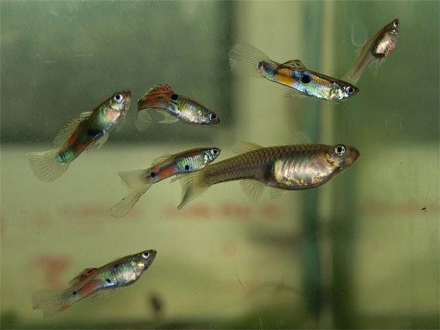 Гуппи обыкновенные и креветки черри