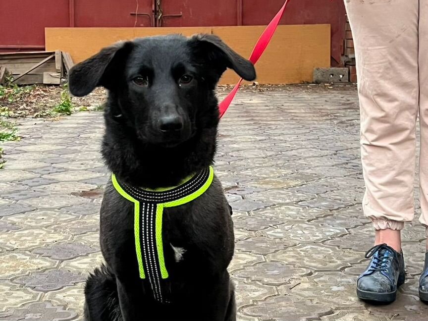 Щенок в добрые руки