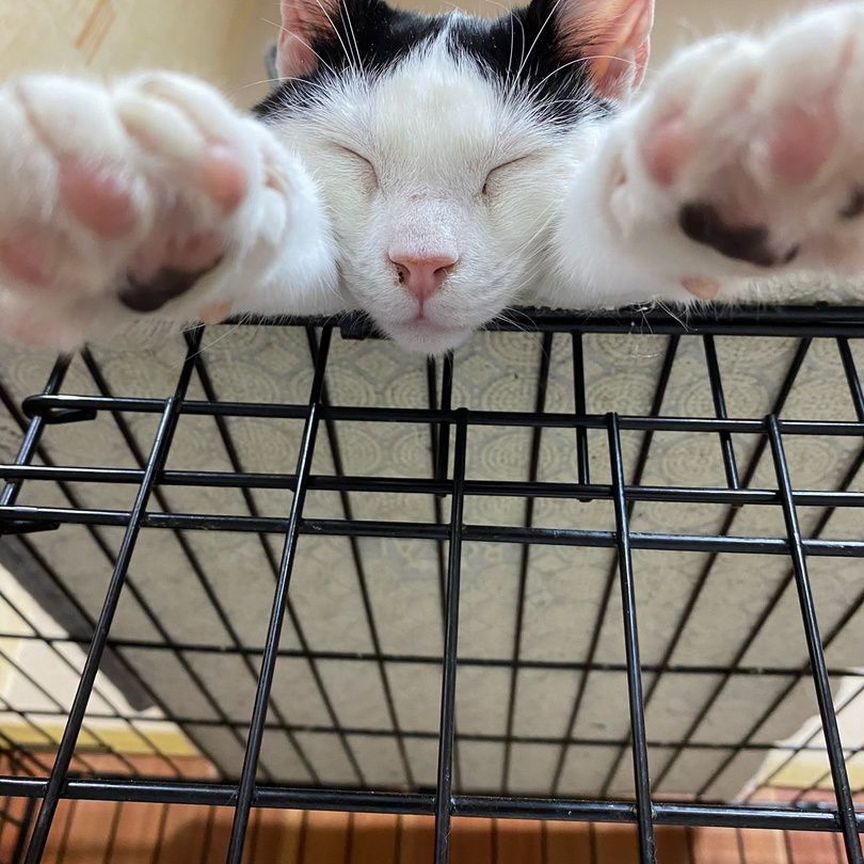 Катя Катенька Катюша