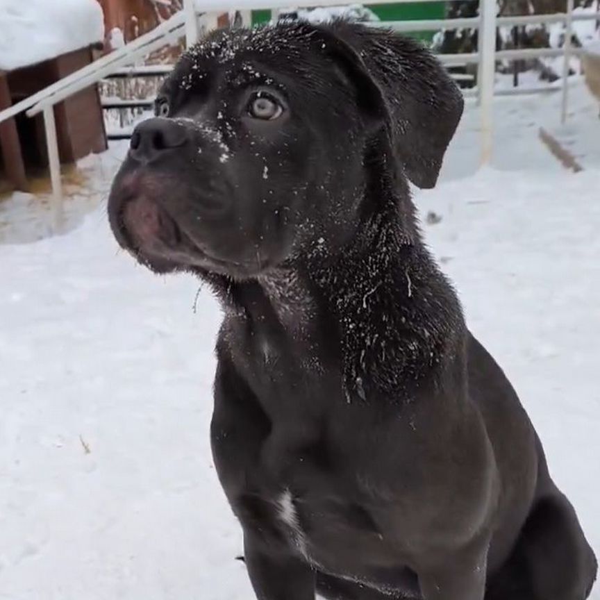 Кане-корсо, щенок