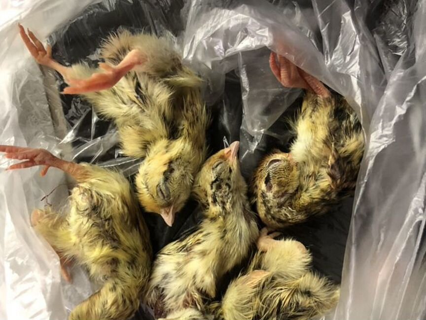 Корм для животных, замороженные цыплята