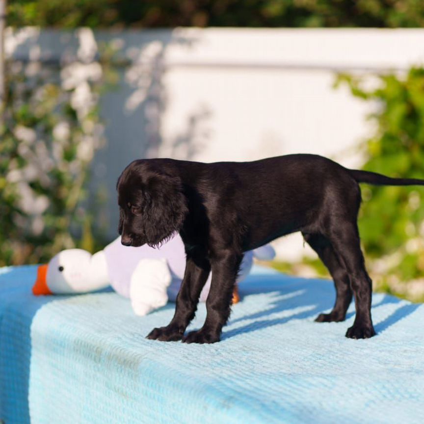 Щенки чёрного сеттера 3 мес