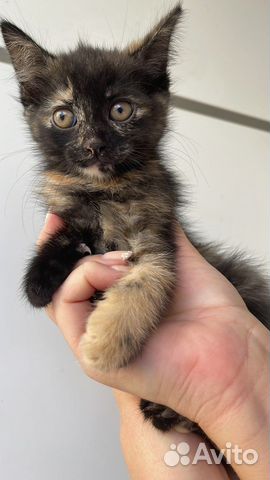 Домашние животные бесплатно кошки