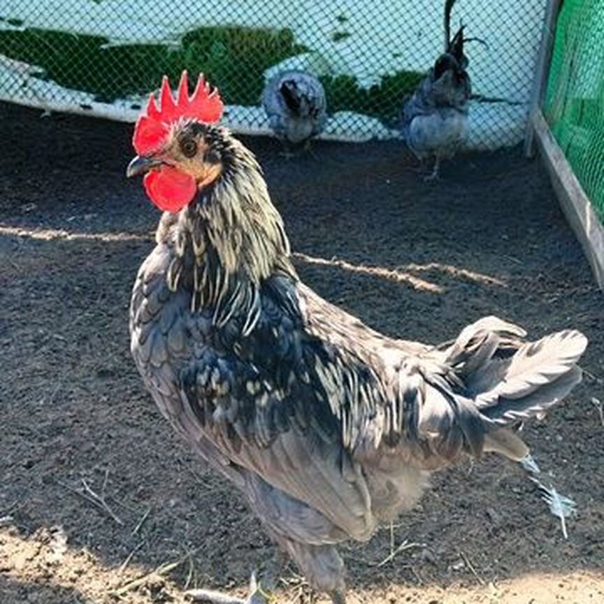 Петушок молодой окрас голубой порода сильверудд 3