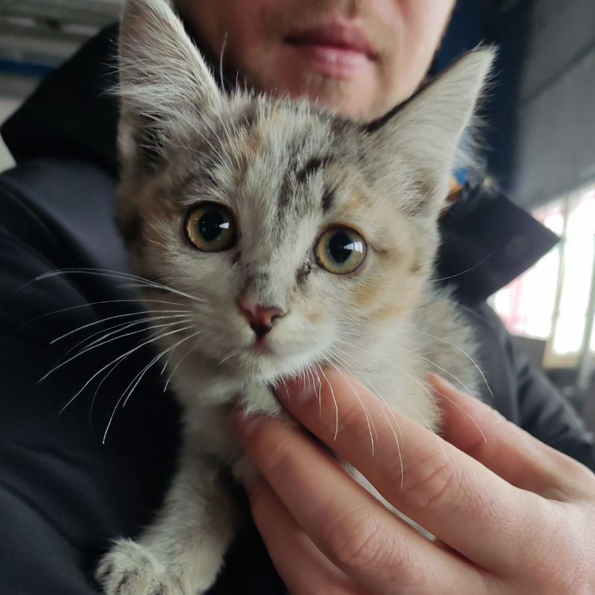 Котёнок в добрые руки