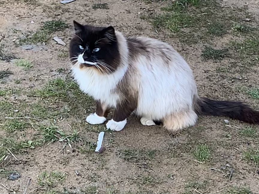 Котята очень нуждаются в доме