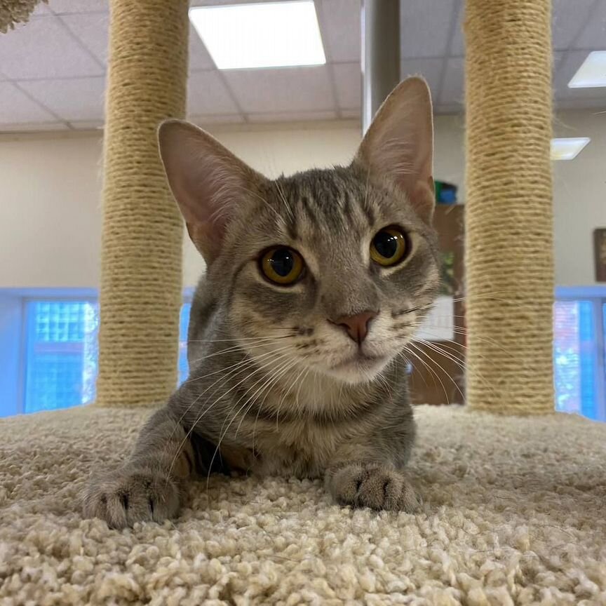 Не надеется