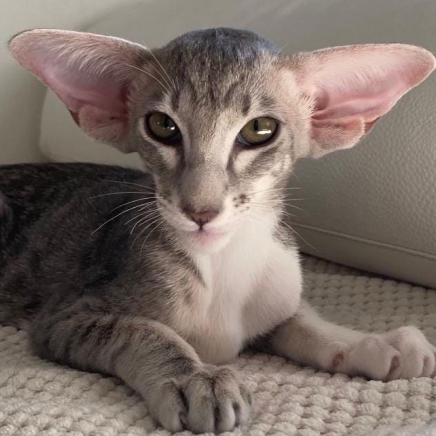 Ориентальные котята